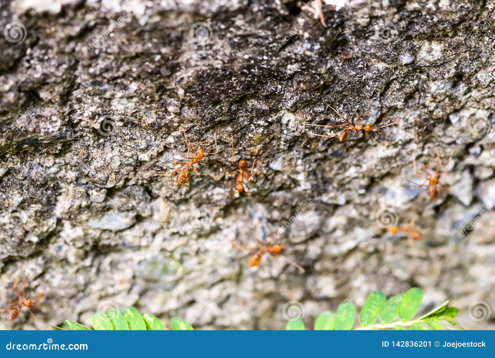 Closeup of Little Orange Fire Ant on Tree Stock Image - Image of little ...