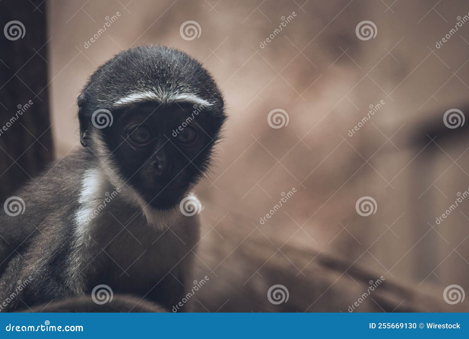 Closeup of a Little Roloway Monkey (Cercopithecus Roloway) with Blurred ...