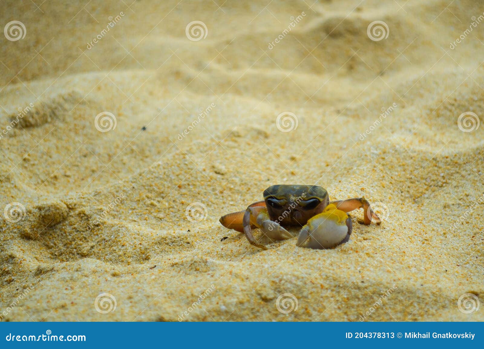 Closeup sad crab on beach stock image. Image of raised - 204378313