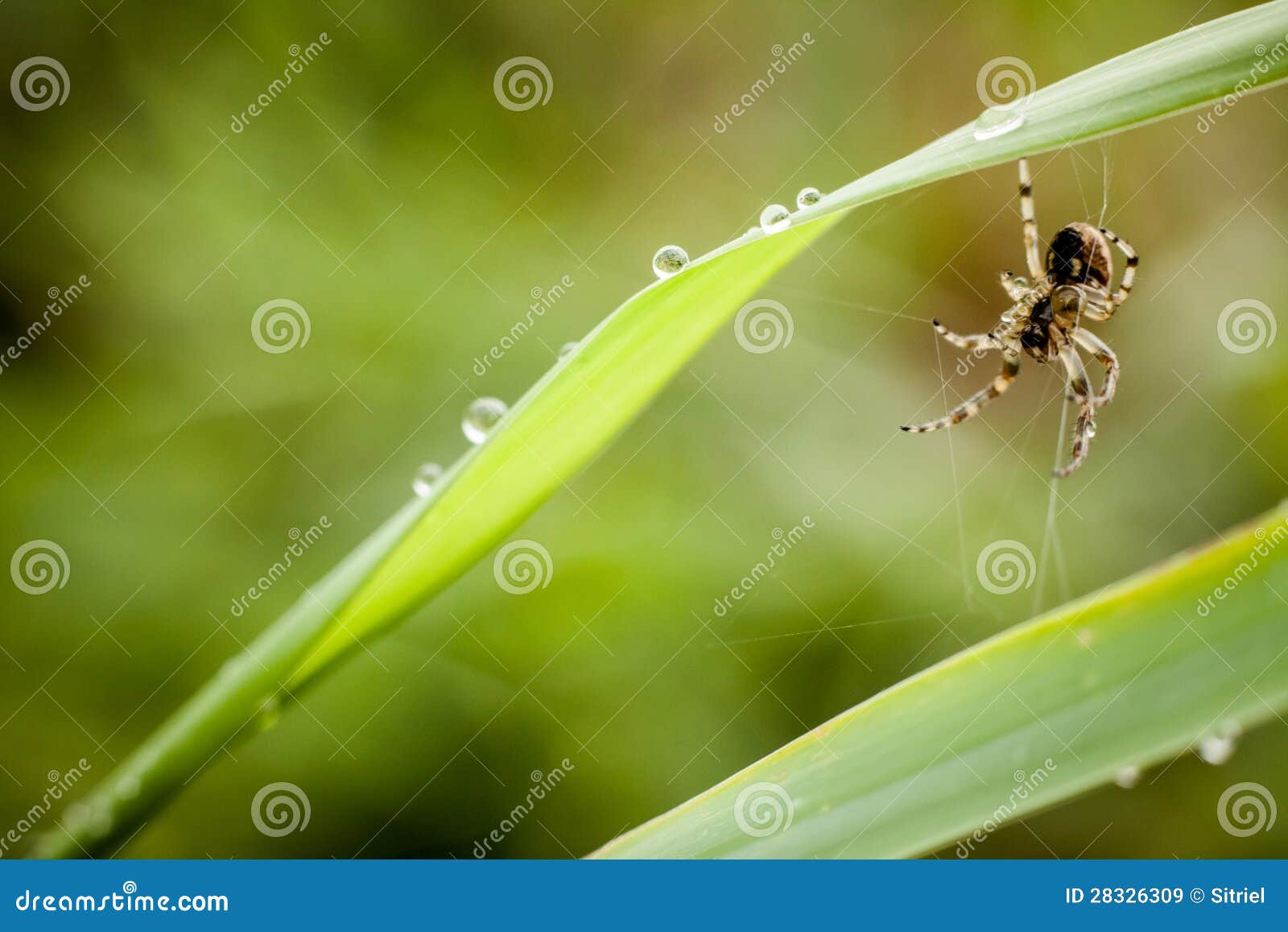 Closeup of little spider stock image. Image of fauna - 28326309