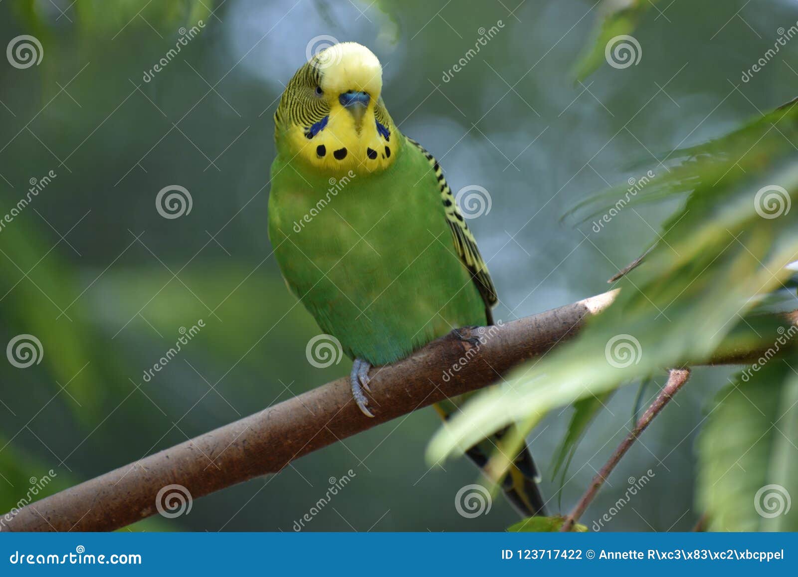 Closeup of a Small Green Budgie Sitting on a Tree Branch Stock Photo ...