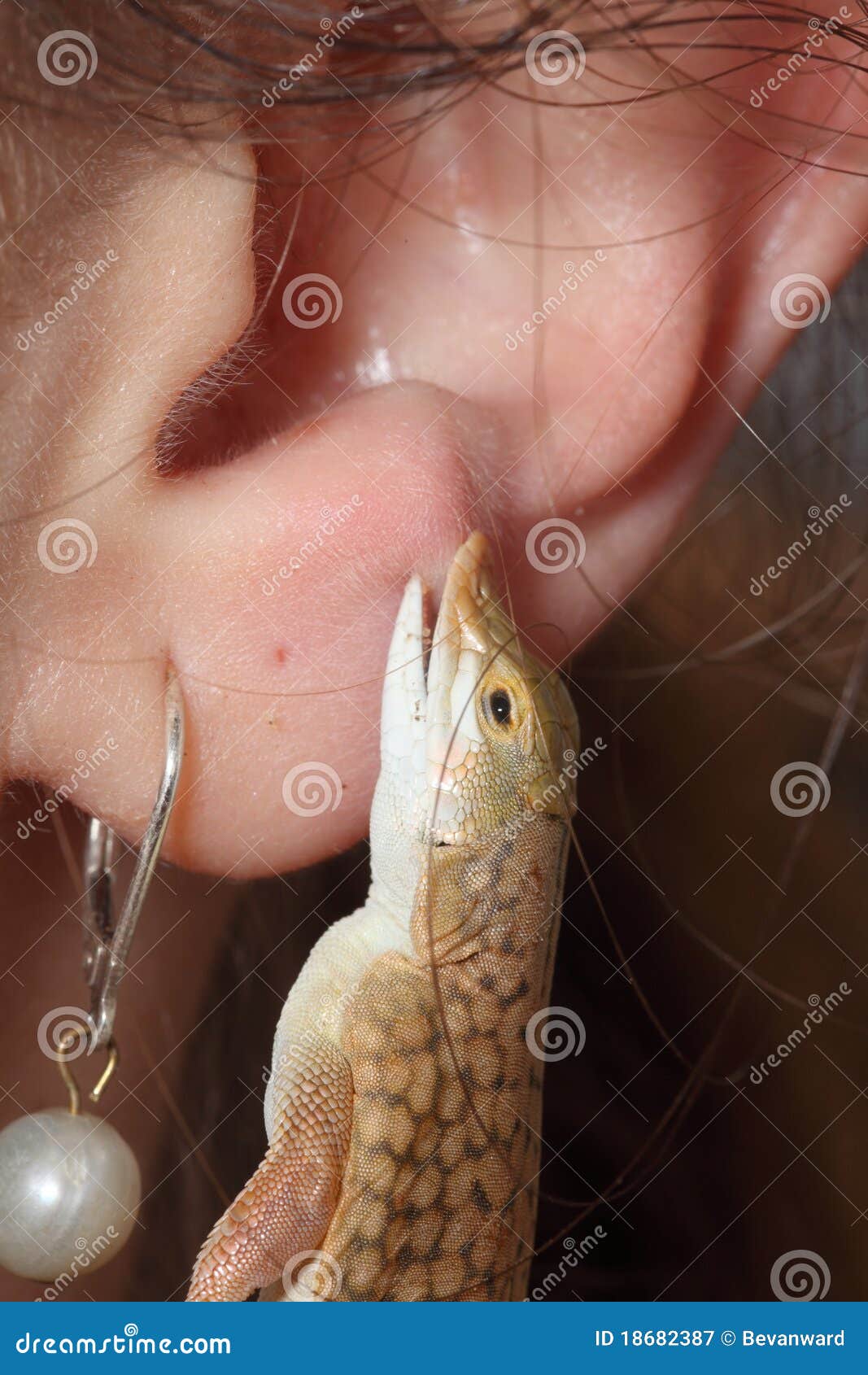 Closeup of Lizard Biting Ear Stock Image - Image of colourful, animal ...