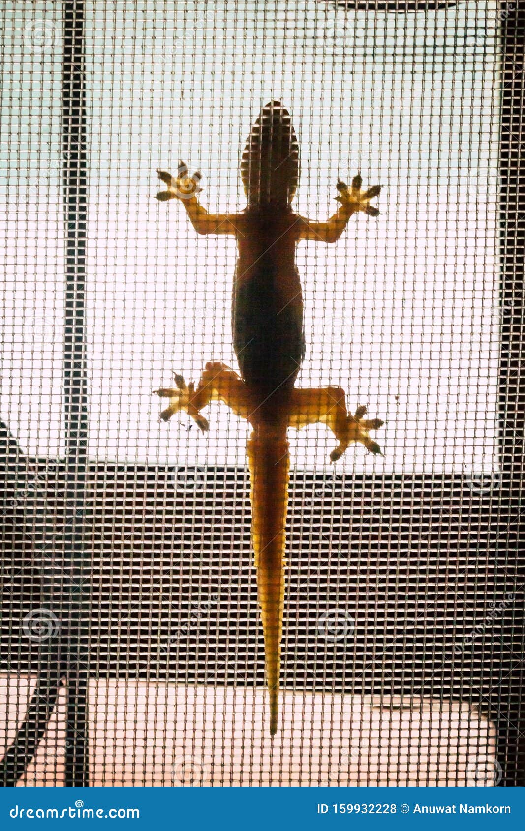Closeup Lizard Crawling on the Mosquito Stock Photo - Image of dark ...