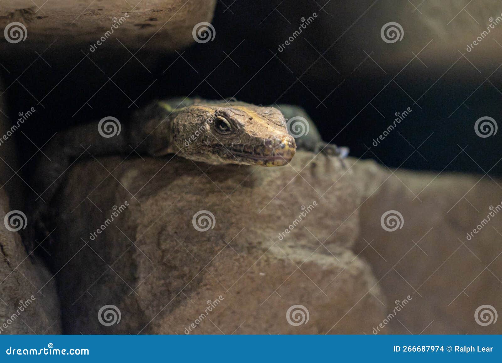 Closeup of a Lizard Hiding between Rocks Stock Photo - Image of rocks ...