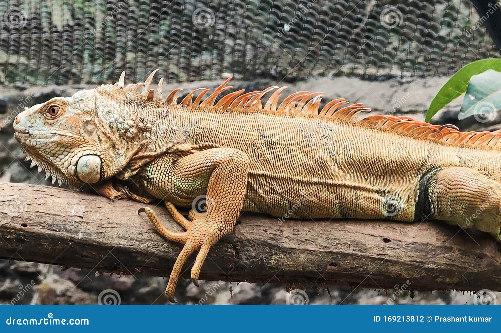 Closeup Lizard Photo in Jungle Stock Photo - Image of jungle, closeup ...