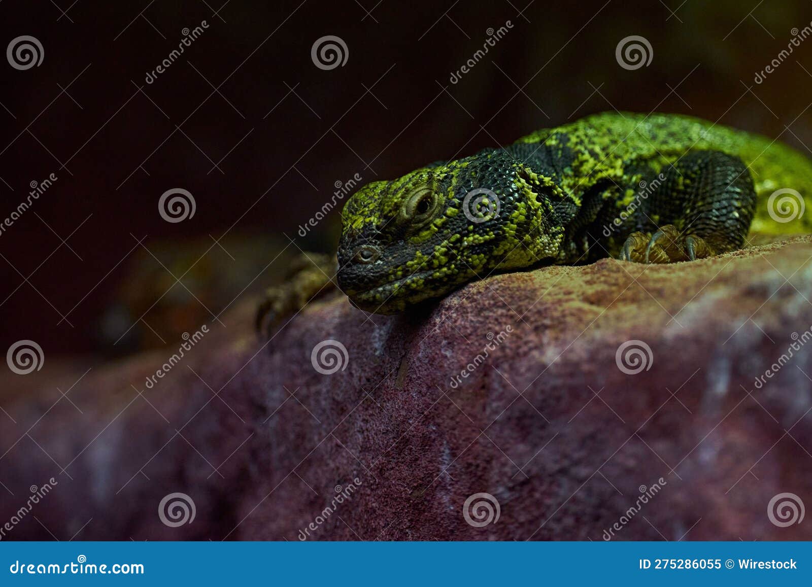 Closeup of a Lizard Resting on a Stone Stock Image - Image of resting ...