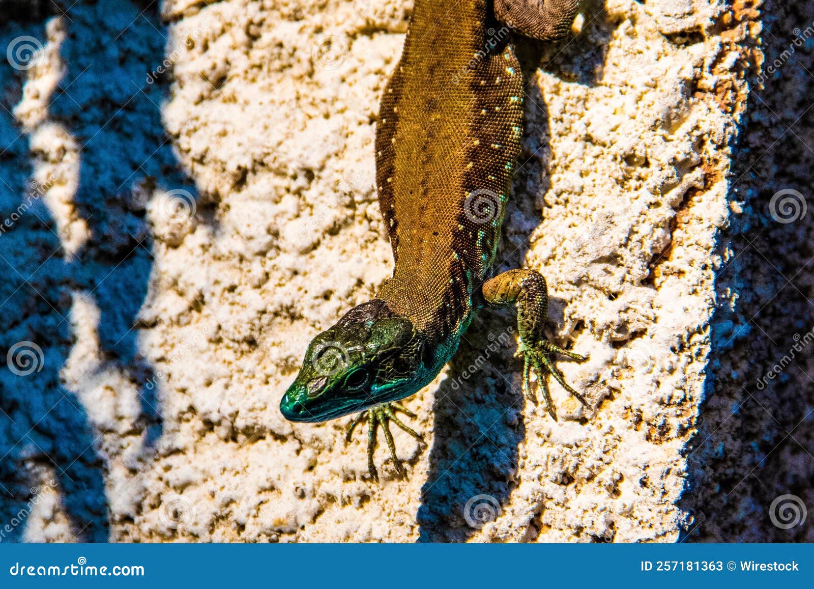 Closeup of Lizard on Rock with Shadow Stock Image - Image of danger ...