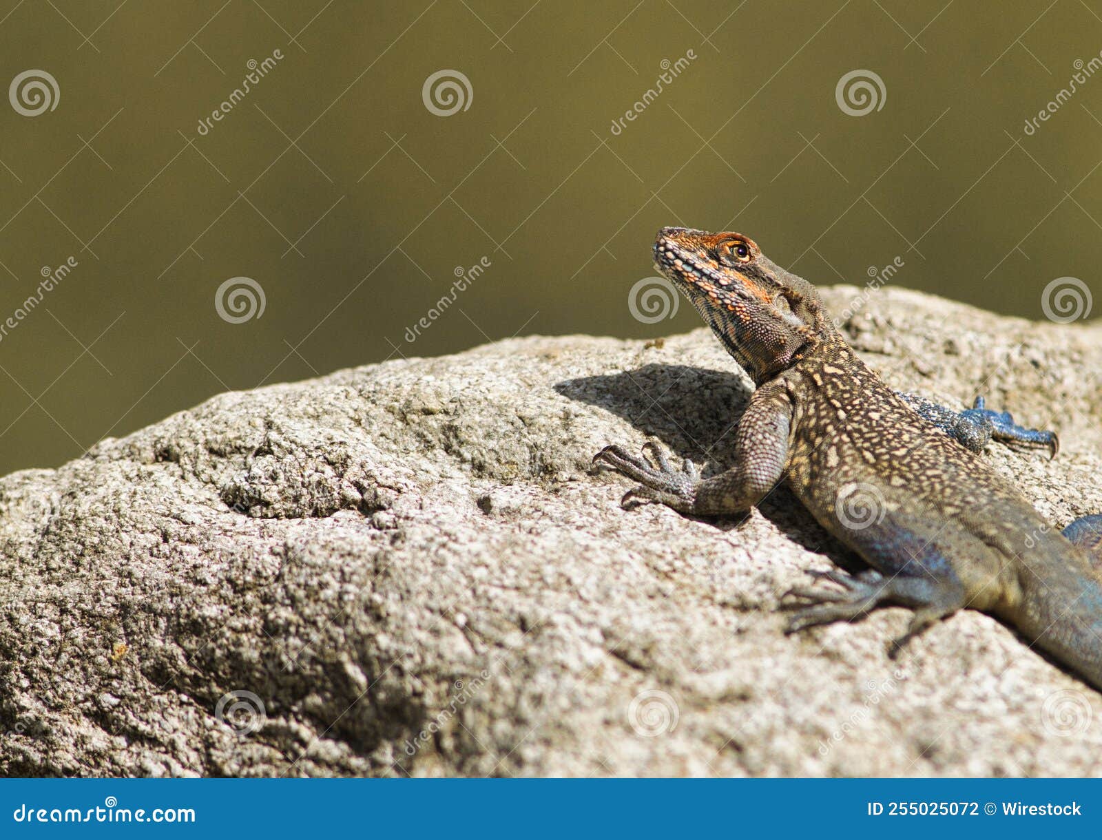 Closeup of a Lizard on a Rough Surfaced Rock Stock Photo - Image of ...