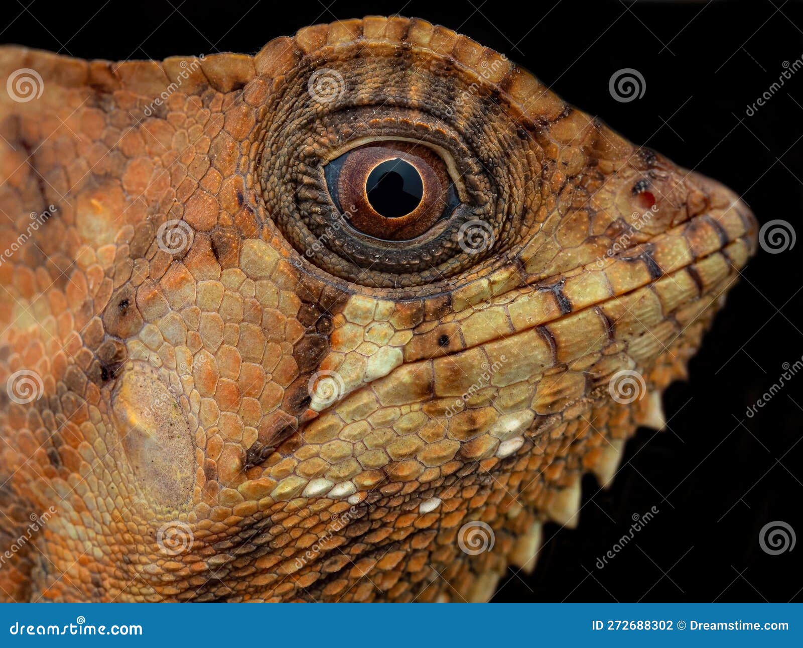 Closeup of a Lizard Staring on a Black Background Stock Photo - Image ...