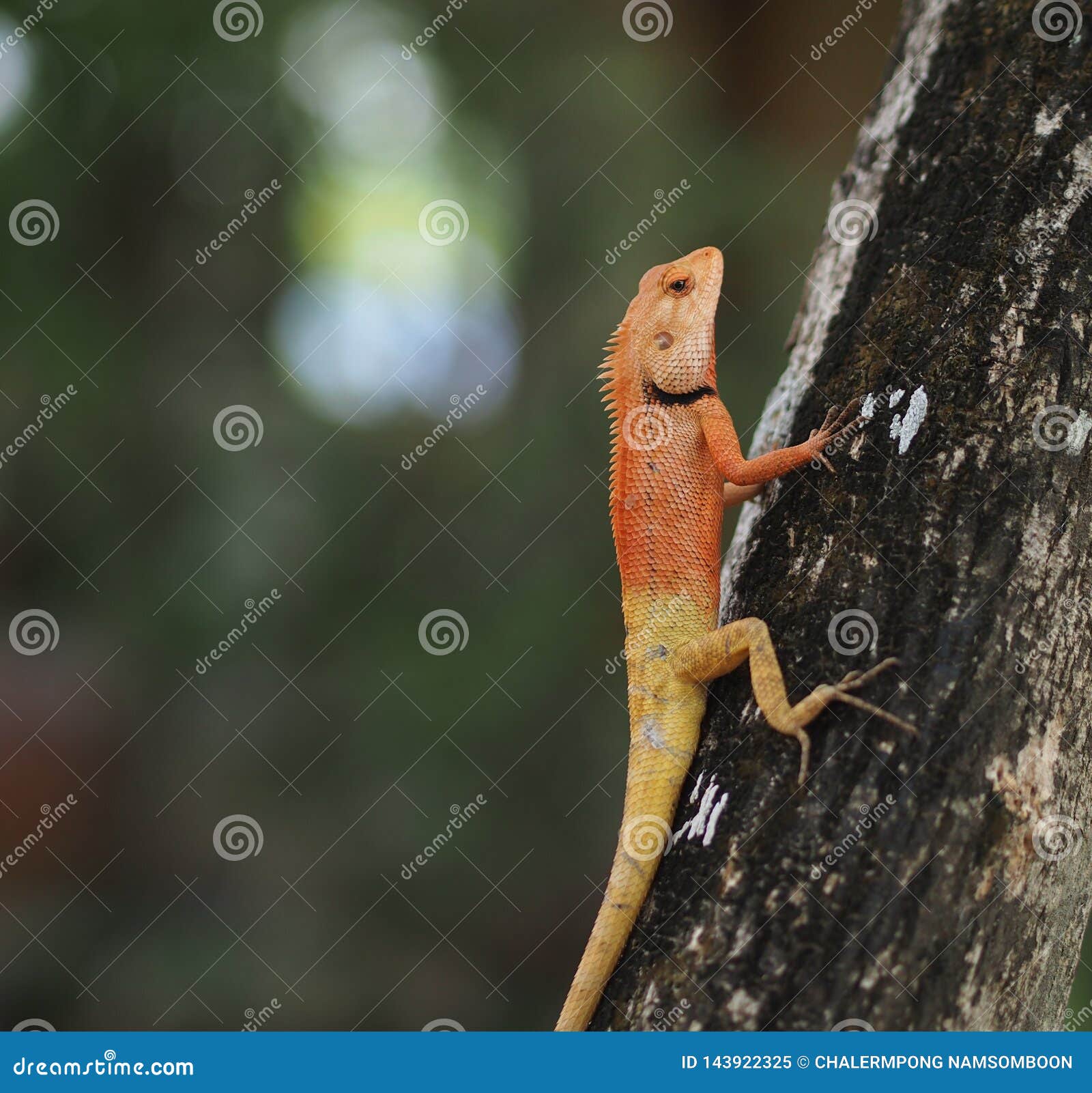 Closeup Lizard Walking the Bark on Blur Background Stock Image - Image ...
