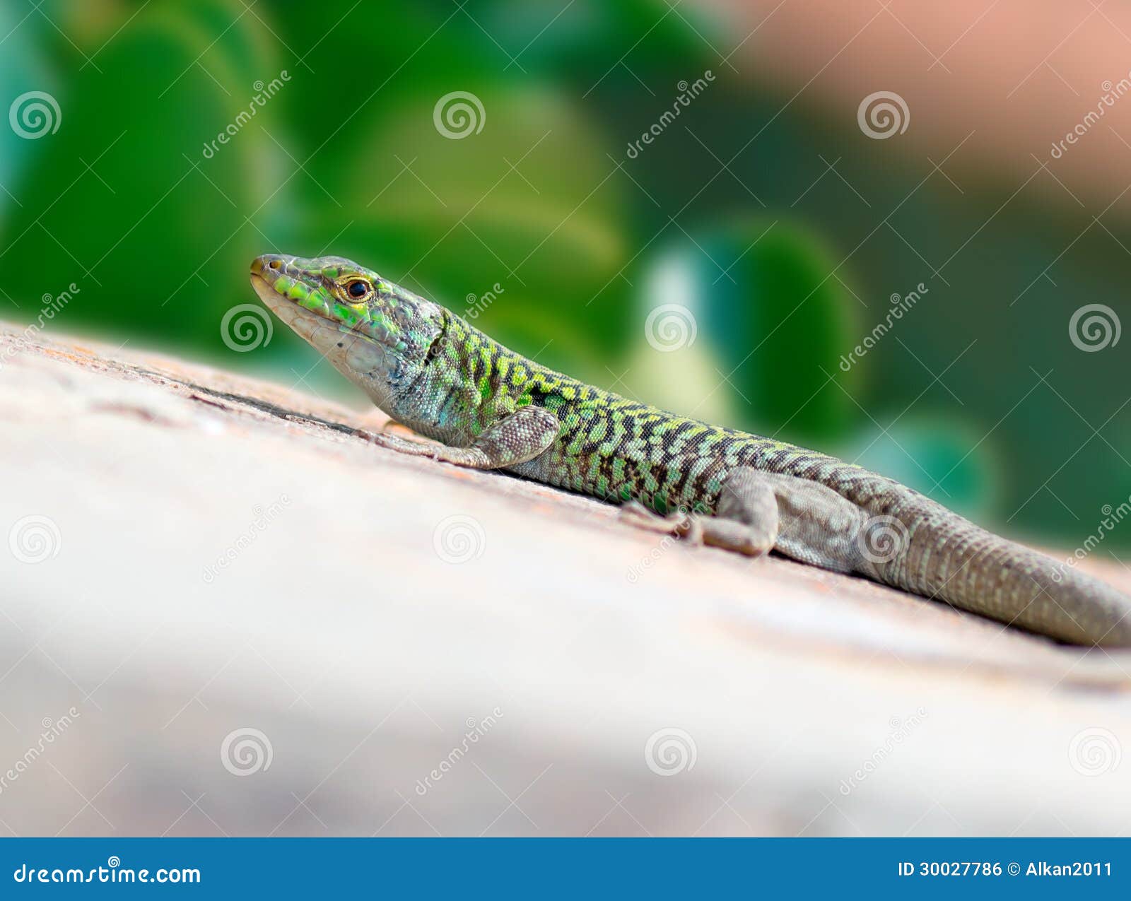 Lizard on wall stock photo. Image of green, beast, wildlife - 30027786