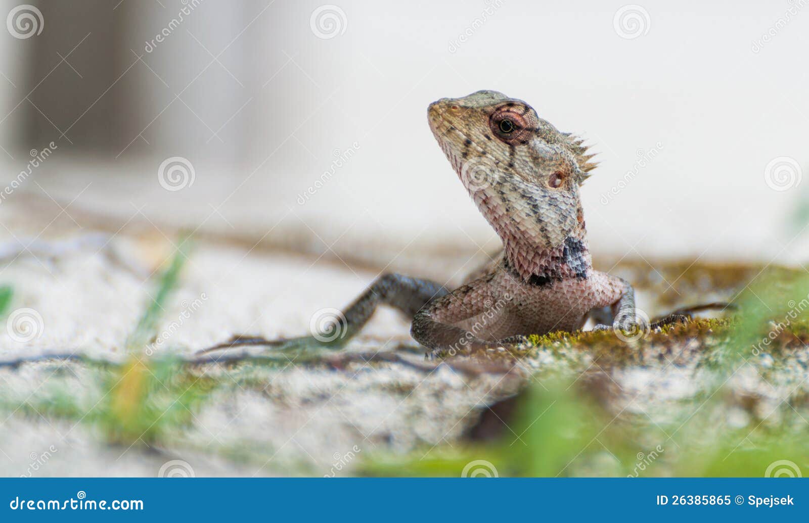 A Closeup of the Lizzard Looking Around Stock Image - Image of grass ...