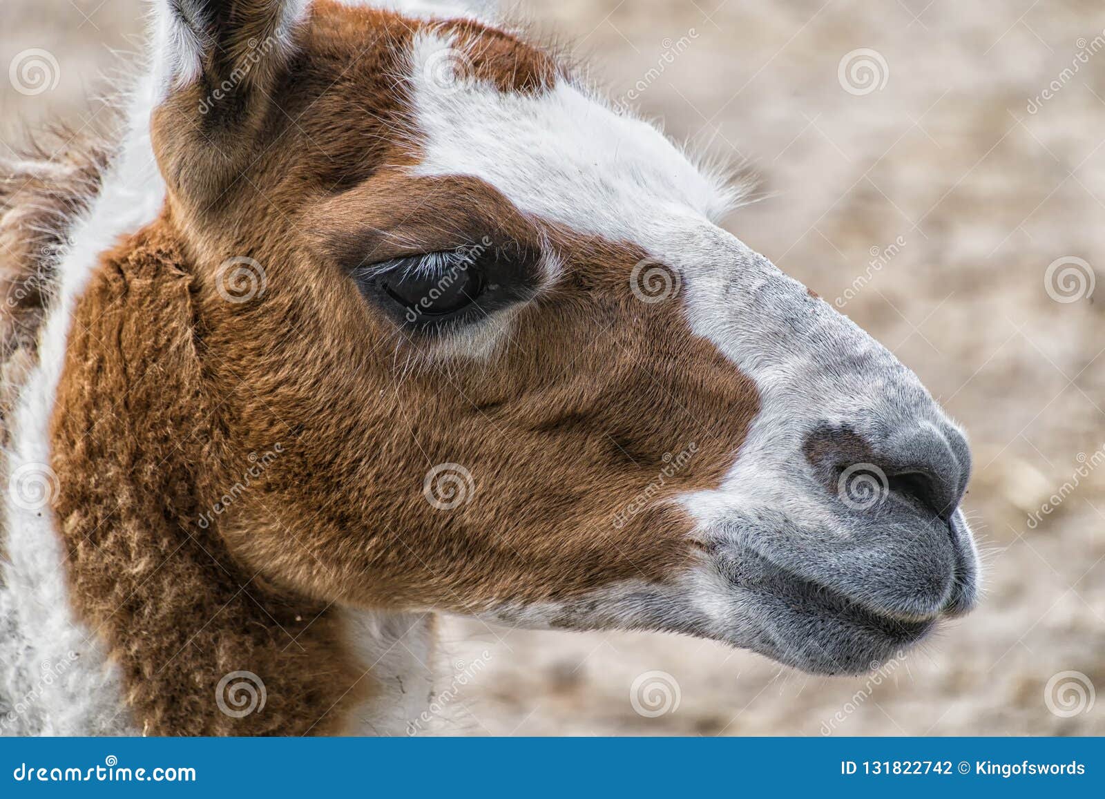 Closeup of an Llama`s face stock photo. Image of domestic - 131822742