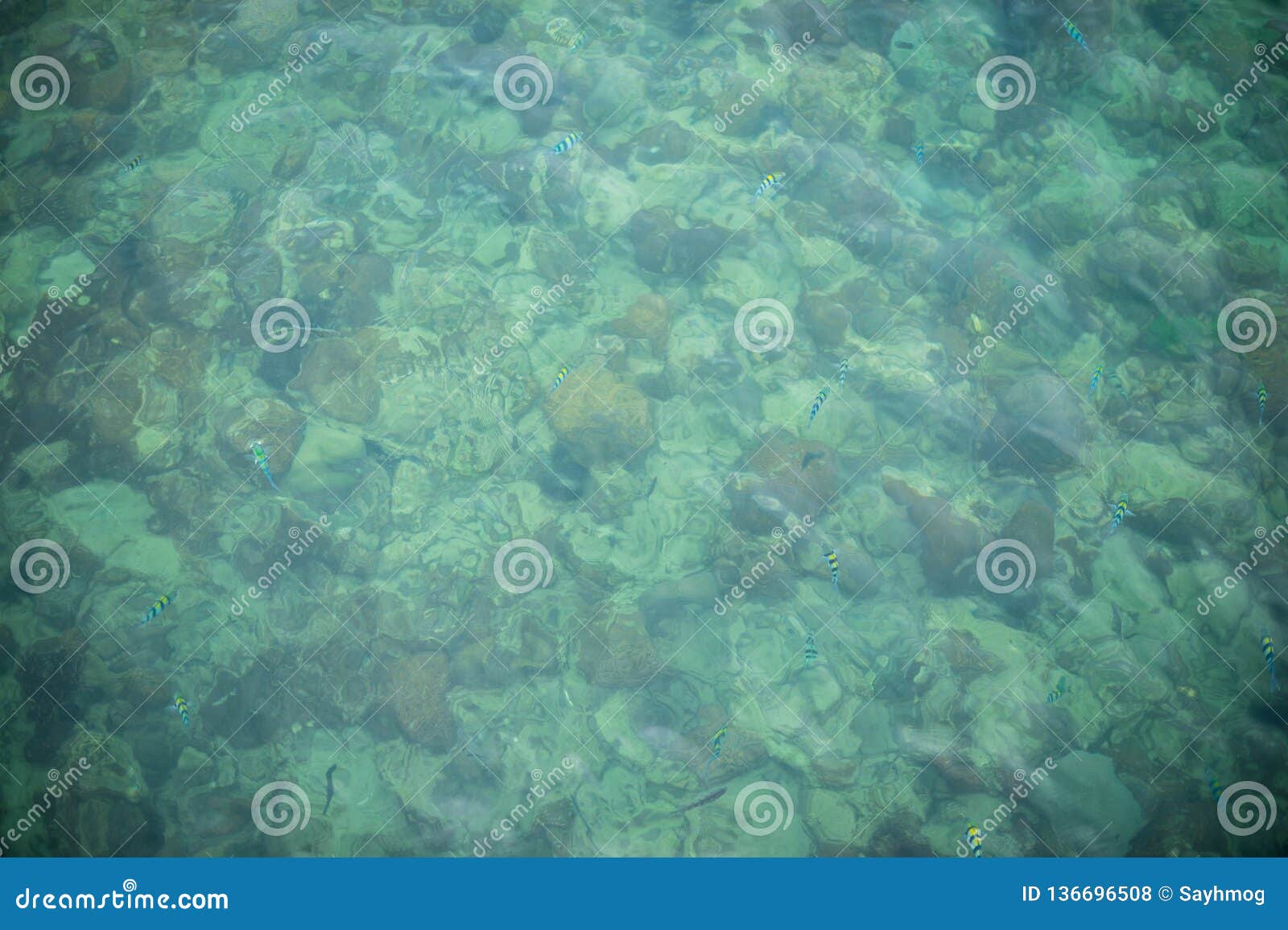 Lobotidae Tiger Fish in the Sea Stock Photo - Image of abstract ...