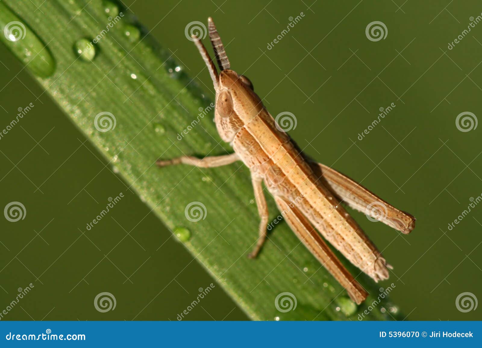 Closeup of locust with dew stock photo. Image of blade - 5396070