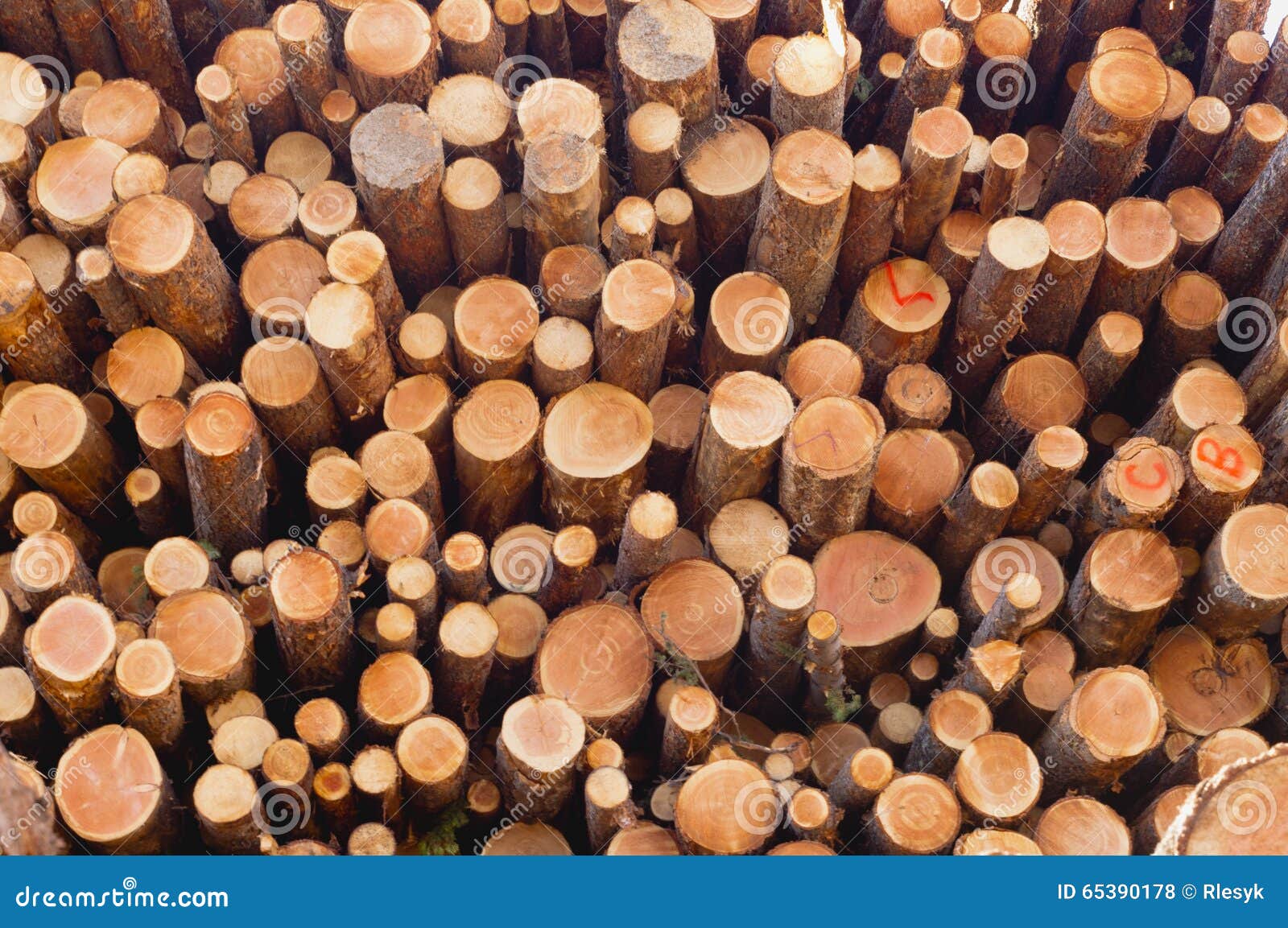 Closeup of Log Ends in a Stack of Cut Logs Stock Photo - Image of ...