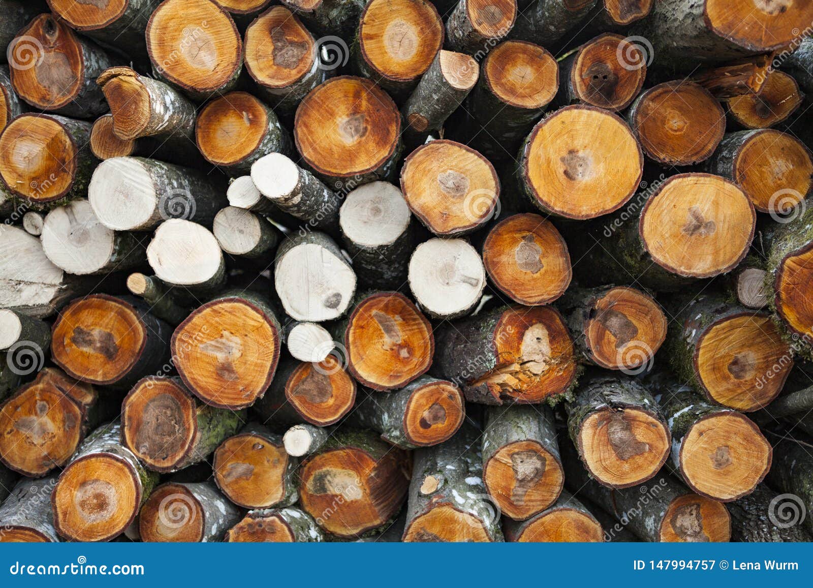 Closeup of Logs of Trees in Different Shape and Color Stock Image ...