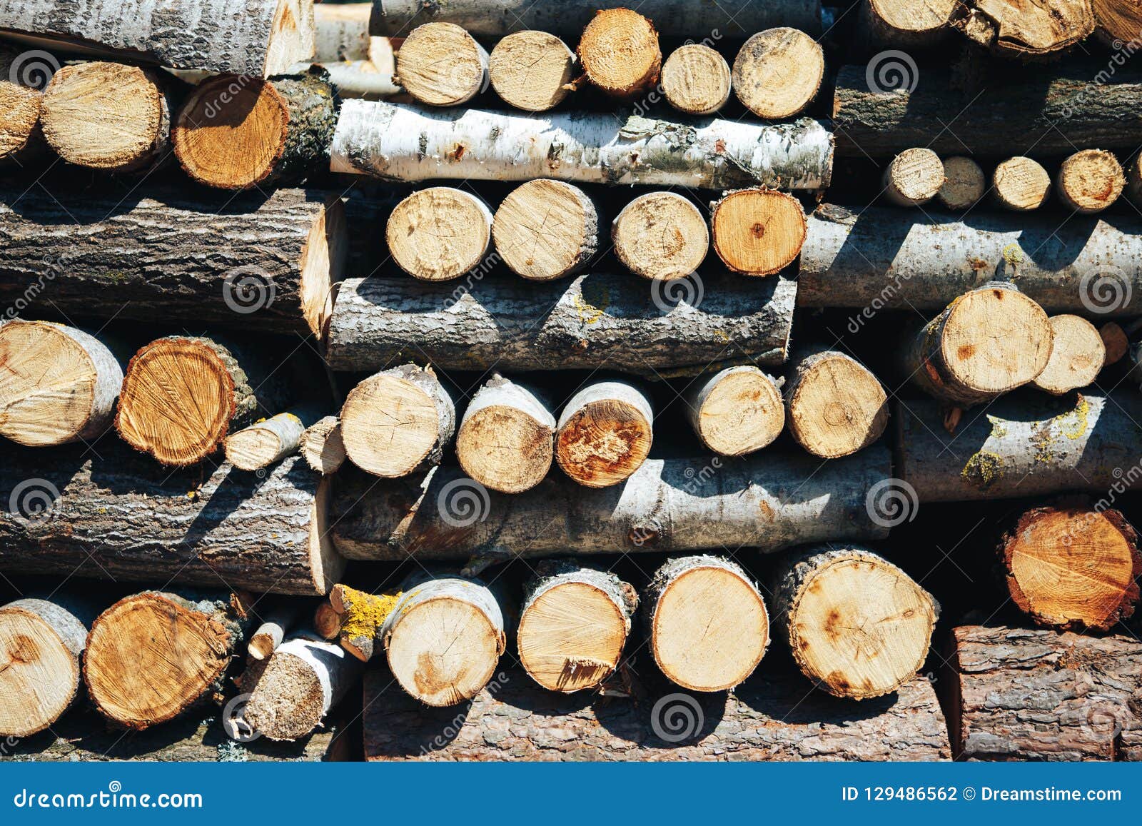 Closeup of Logs of Trees in Nature. Stack of Logs Stock Photo - Image ...