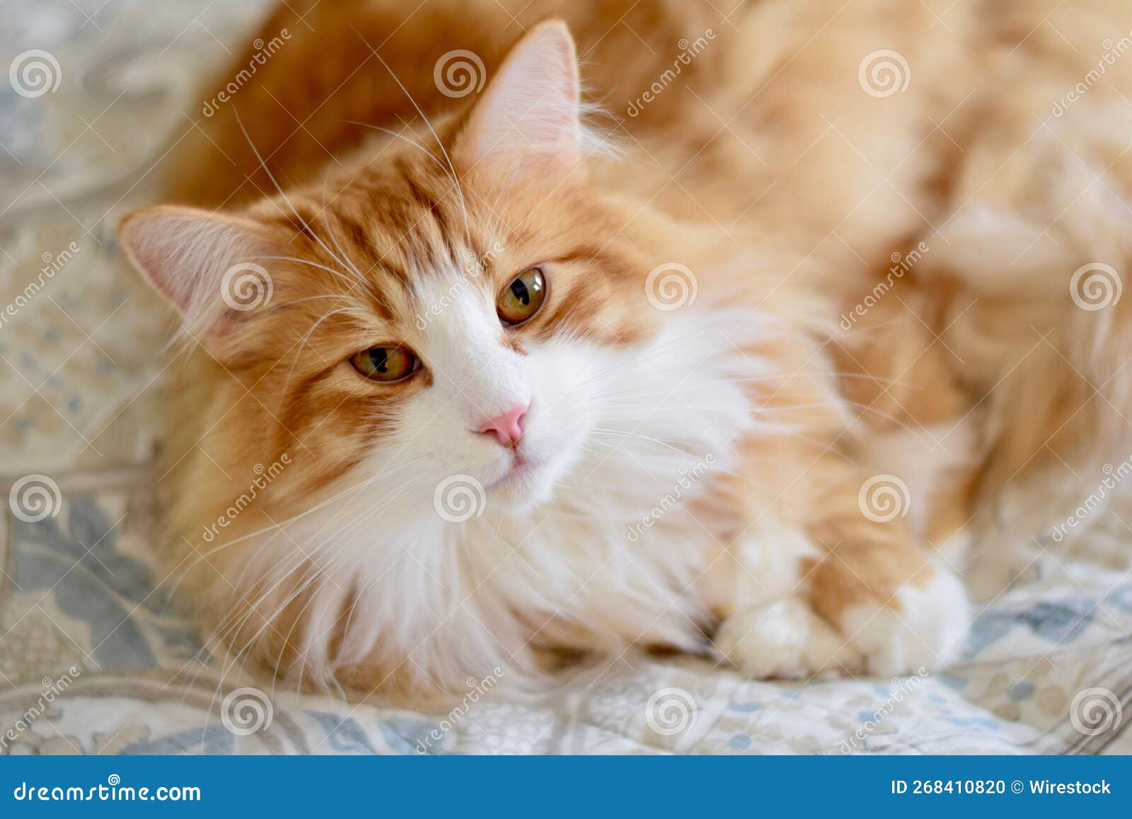 Closeup of a Long-haired Ginger Cat Lying on a Bed Stock Photo - Image ...