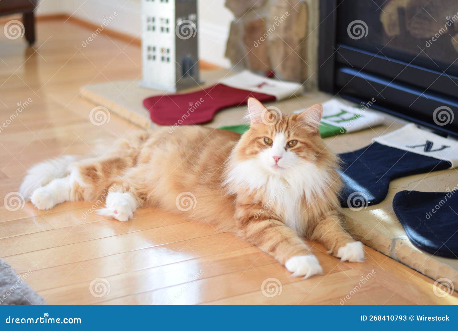 Closeup of a Long-haired Ginger Cat Lying in Front of a Fireplace Stock ...