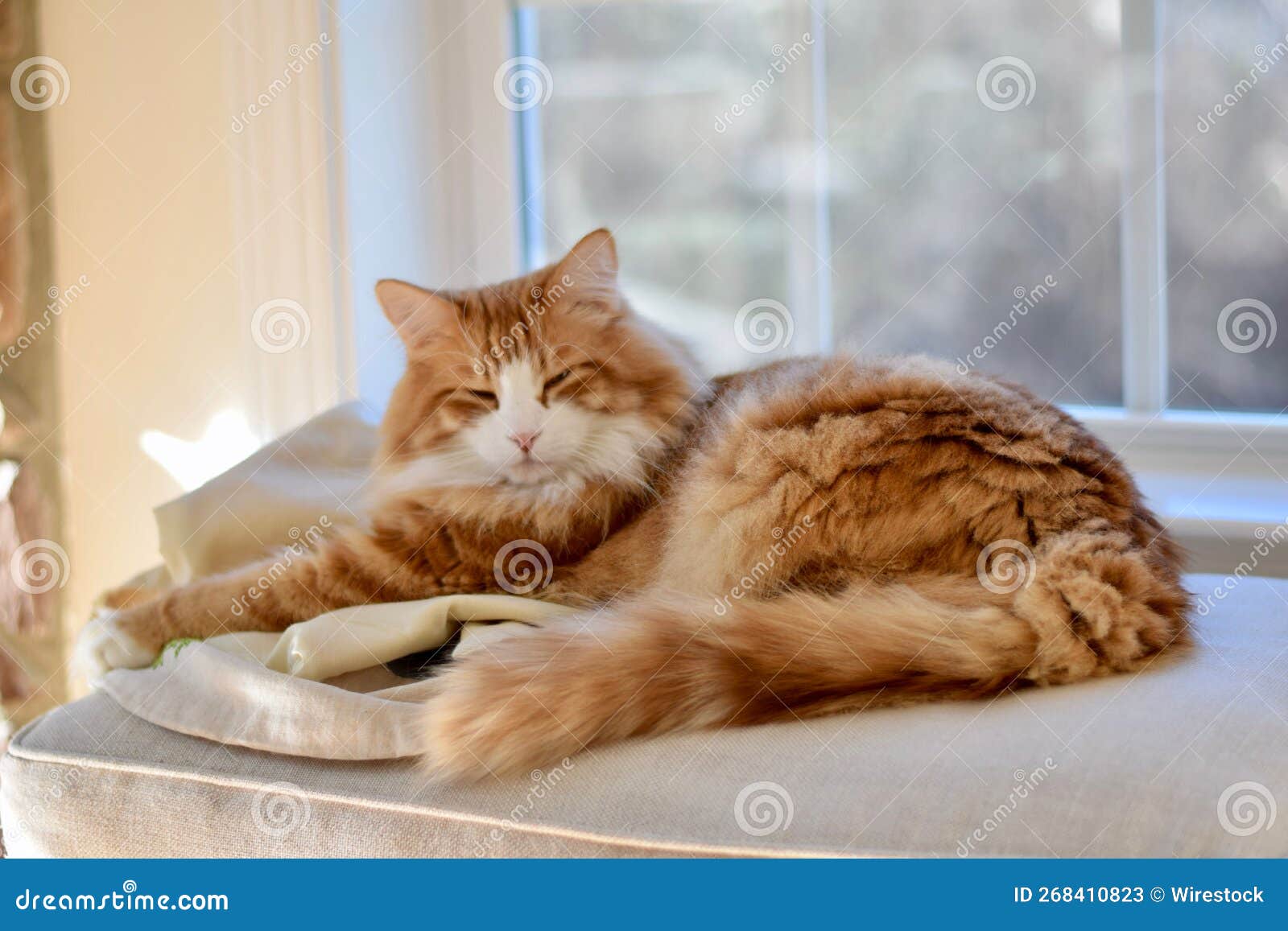 Closeup of a Long-haired Ginger Cat Lying in Front of a Window Stock ...