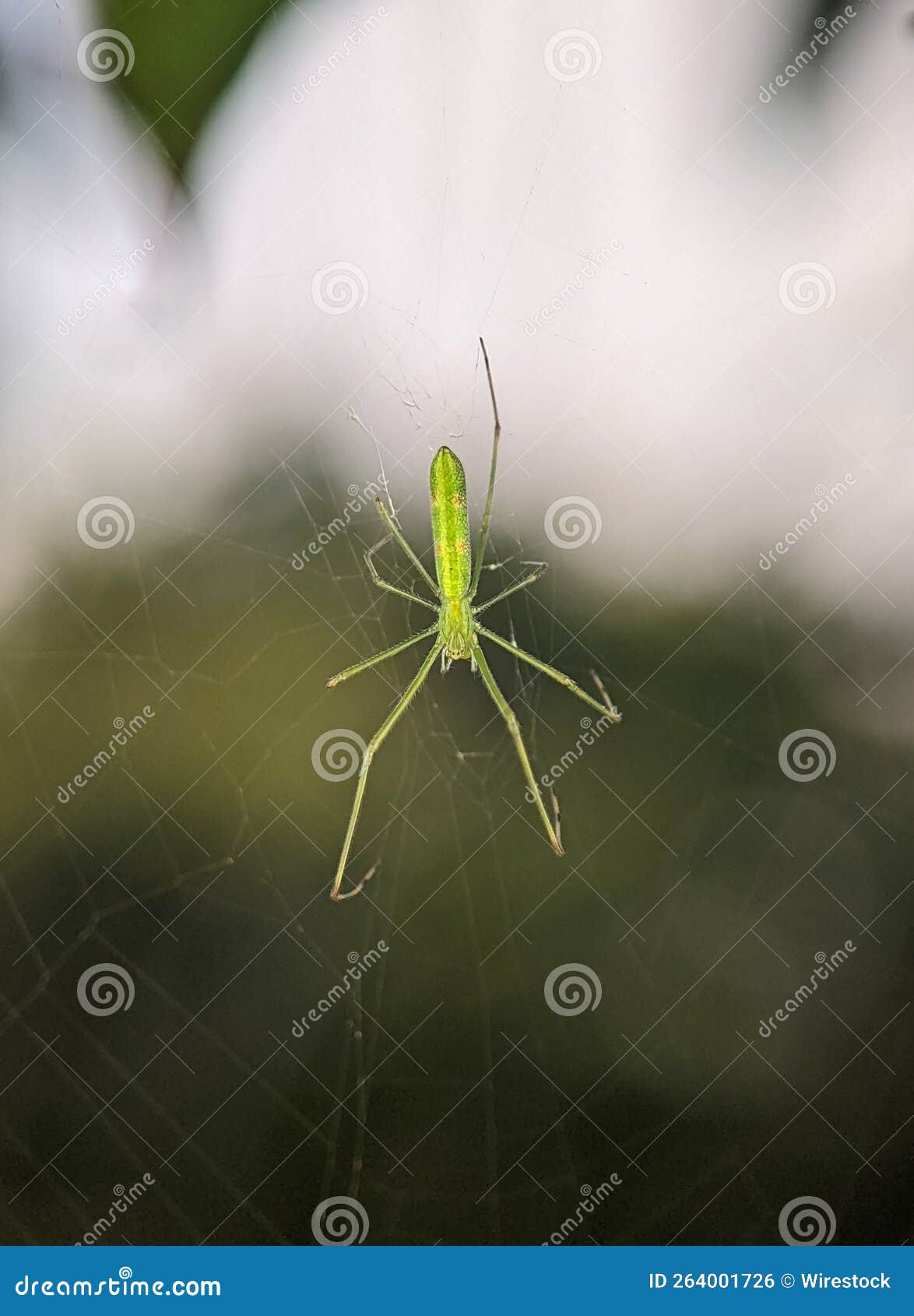 Closeup of a Long-Jawed Orb Weaver Spider on the Web Stock Photo ...