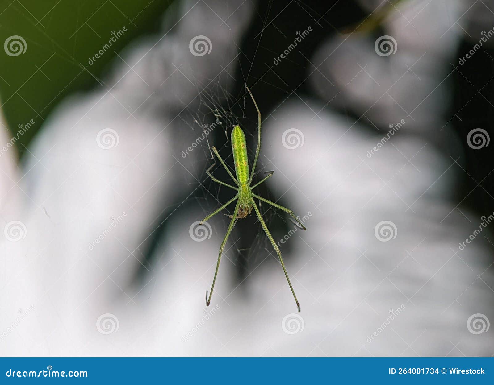 Closeup of a Long-Jawed Orb Weaver Spider on the Web Stock Photo ...