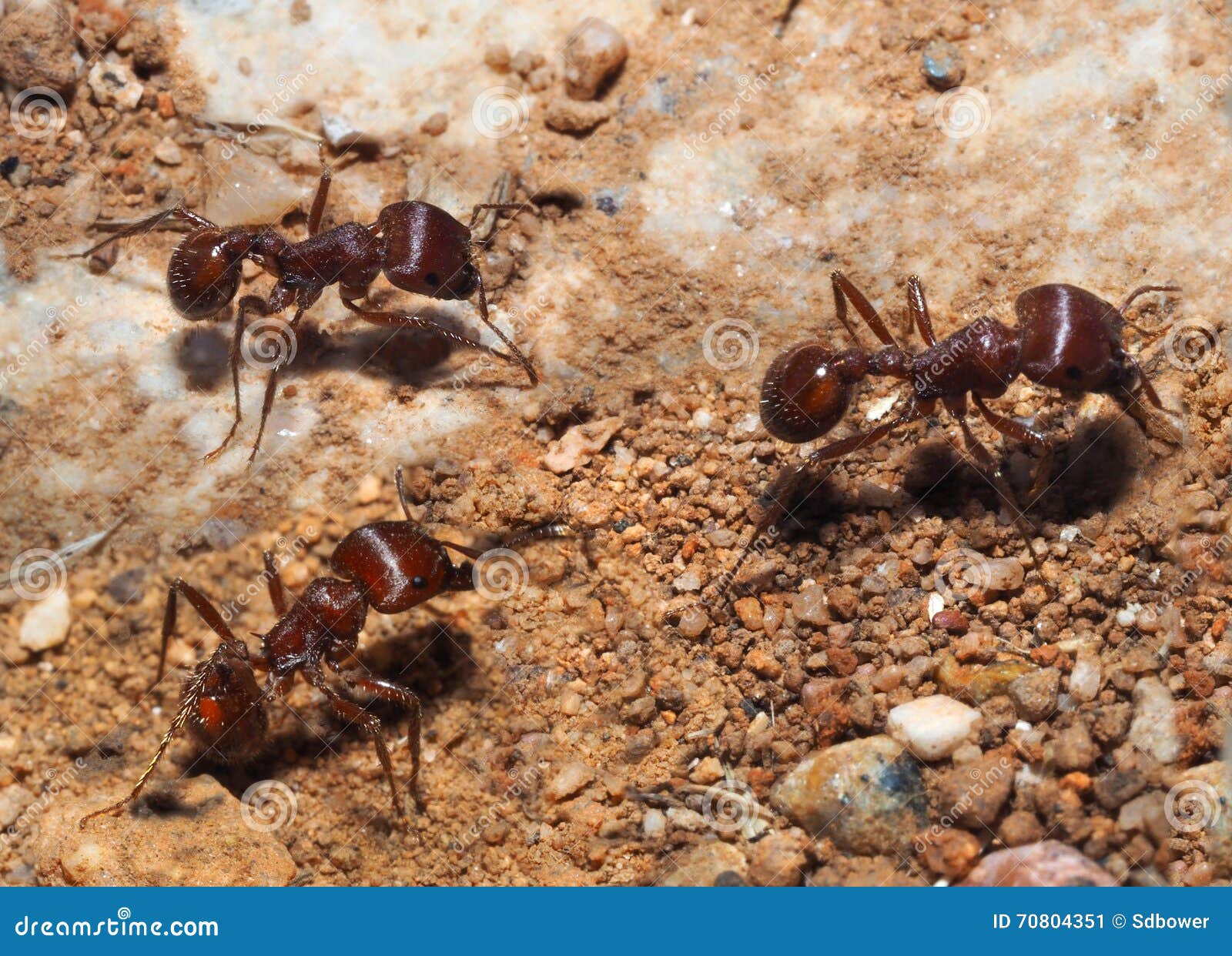 Closeup of Long-Legged Ants Stock Image - Image of aphaenogaster ...