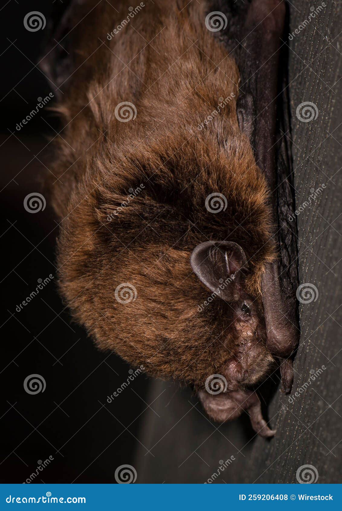 Closeup of a Long-tailed Bat, a Vertical Shot Stock Photo - Image of ...
