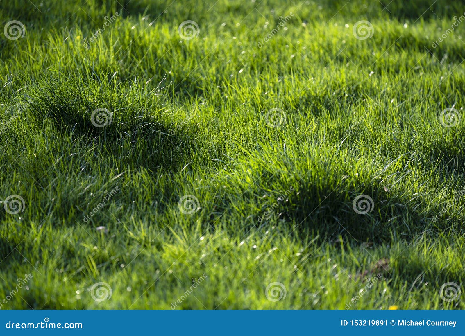 Closeup of a Long Uncut Green Grass Lawn Stock Image - Image of ...