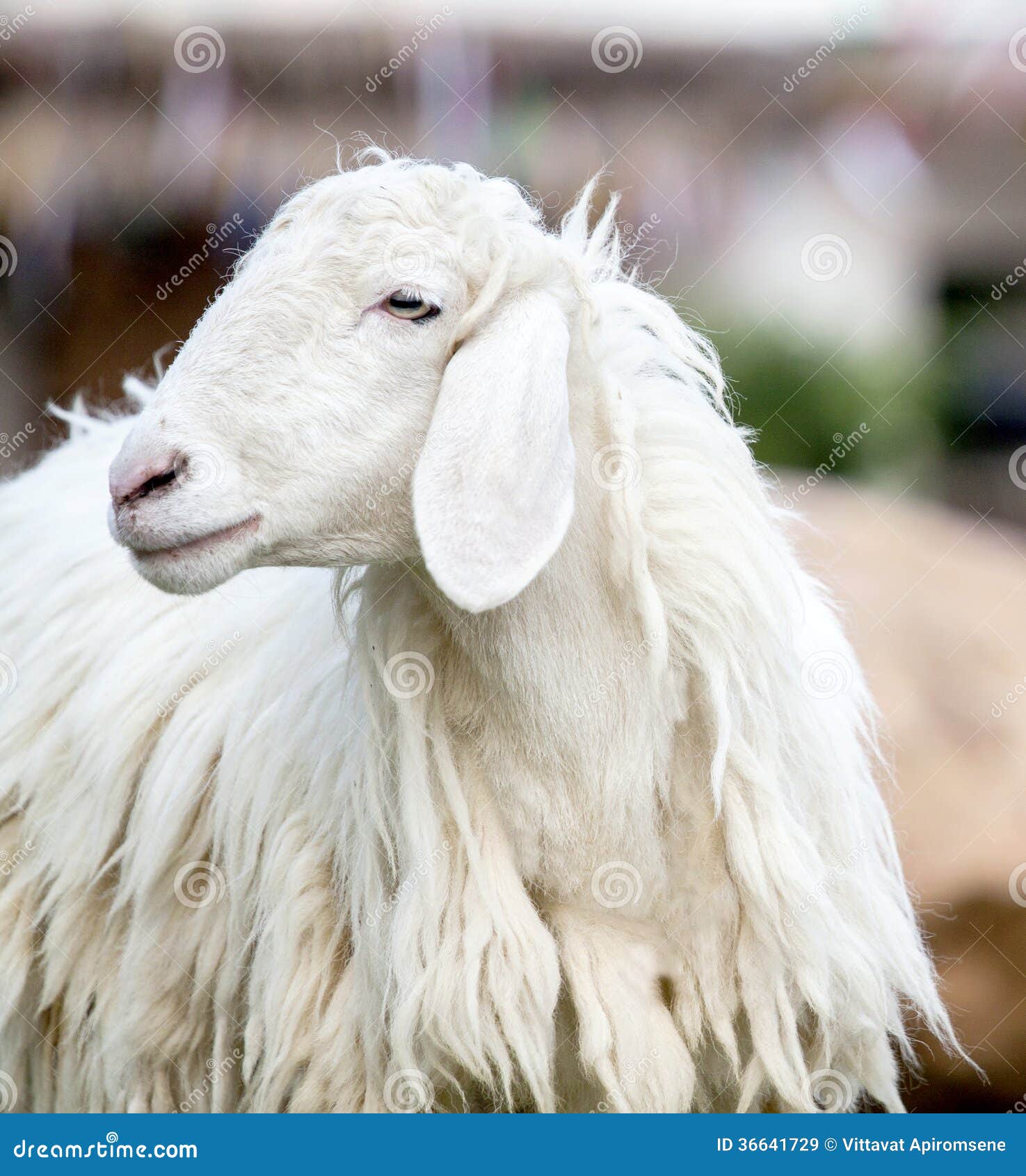 Closeup of long wool sheep stock image. Image of milk - 36641729