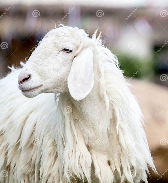 Closeup of long wool sheep stock image. Image of milk - 36641729