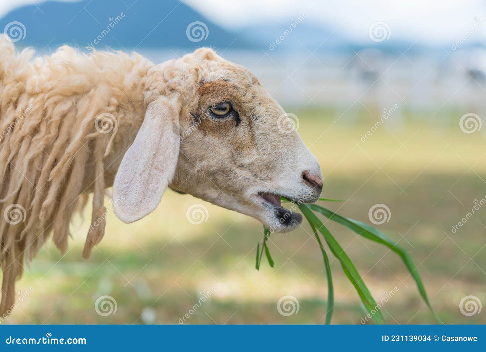 Closeup of Long Wool Sheep on the Farm Stock Photo - Image of looking ...