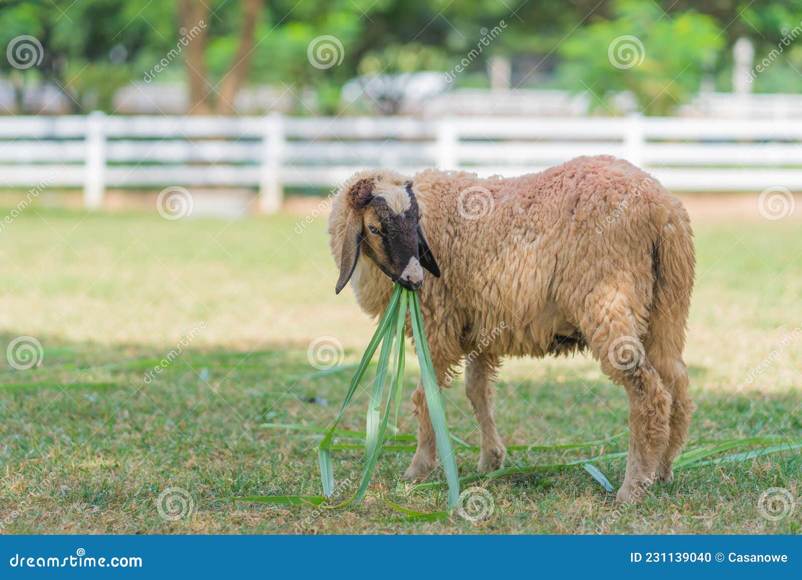 Closeup of Long Wool Sheep on the Farm Stock Photo - Image of mutton ...