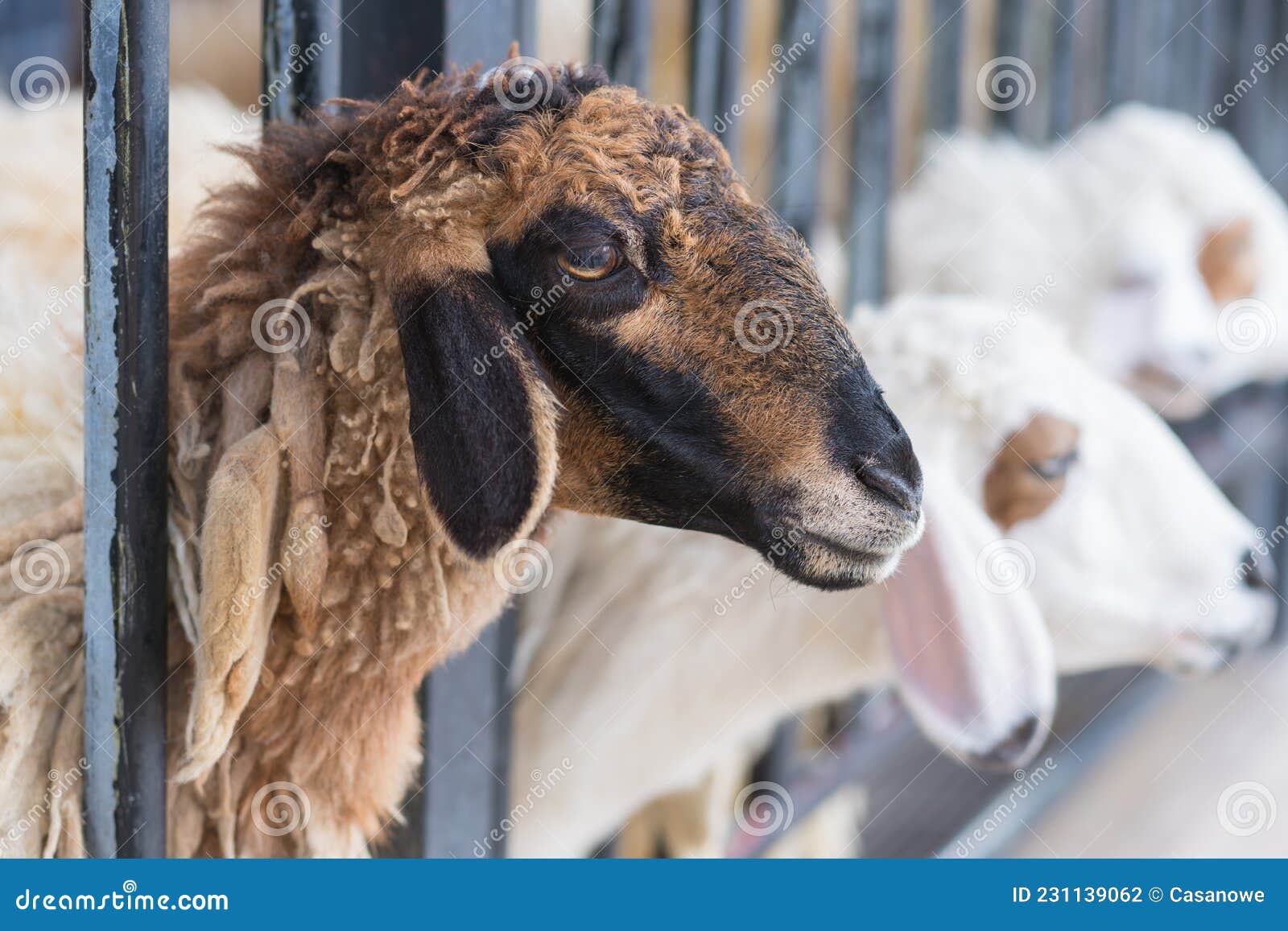 Closeup of Long Wool Sheep on the Farm Stock Photo - Image of meadow ...