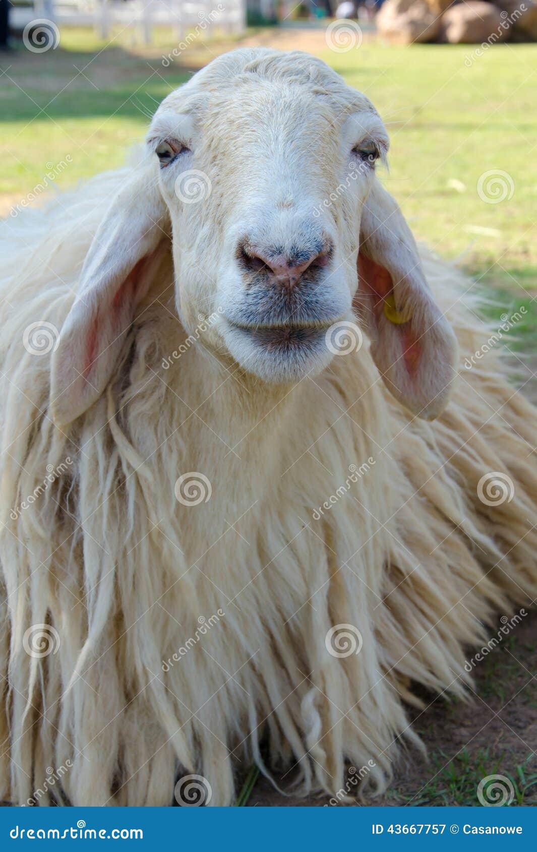 Closeup of Long Wool Sheep on the Farm Stock Image - Image of hair ...