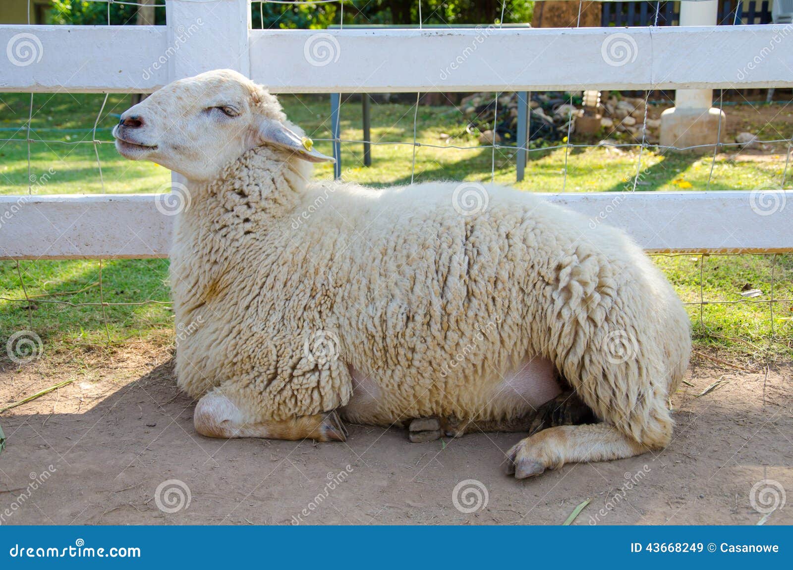Closeup of Long Wool Sheep on the Farm Stock Image - Image of livestock ...