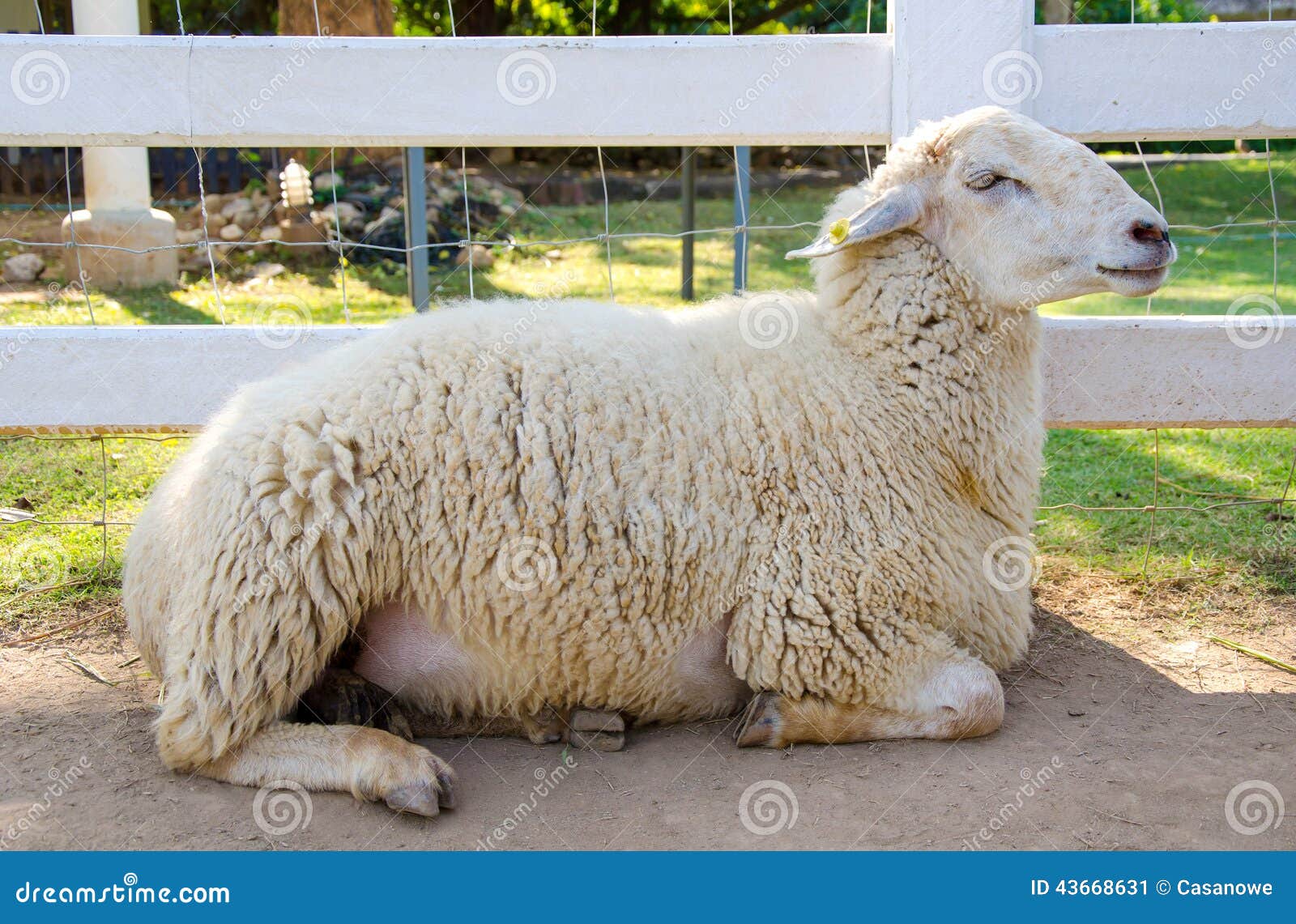 Closeup of Long Wool Sheep on the Farm Stock Image - Image of herd ...