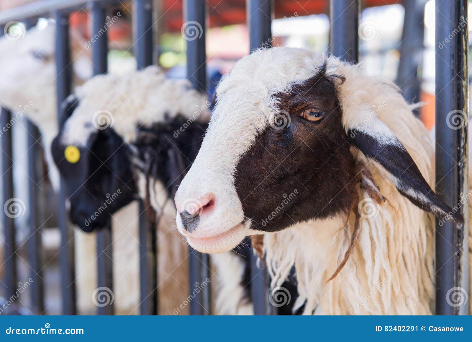 Closeup of Long Wool Sheep on the Farm Stock Image - Image of cute ...