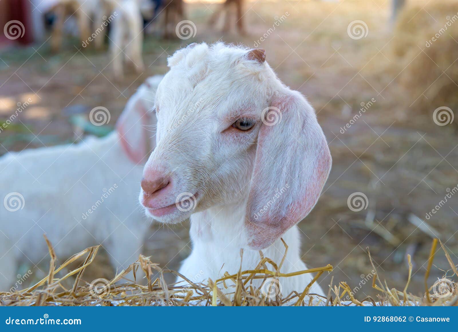 Closeup of Long Wool Sheep on the Farm Stock Photo - Image of beautiful ...