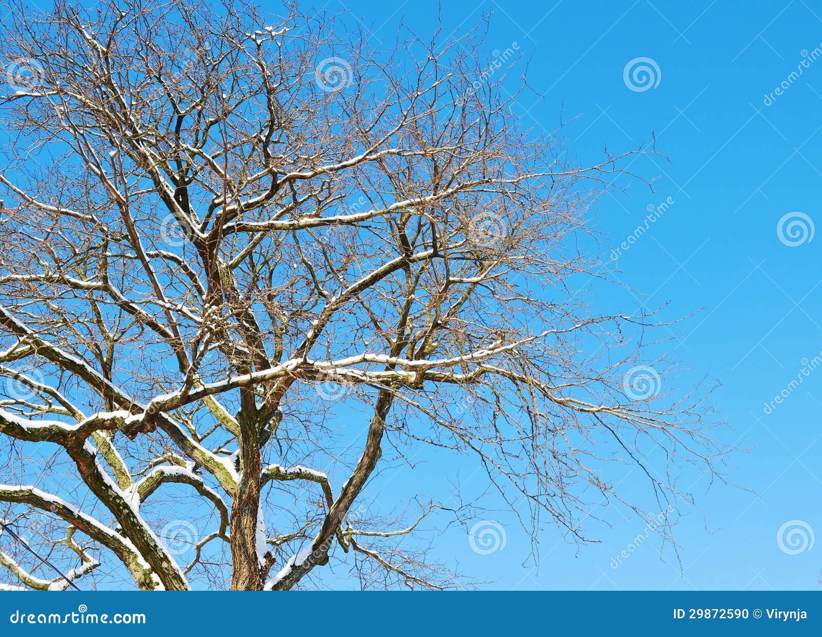 Looking up at Winter Tree stock photo. Image of trunk - 29872590