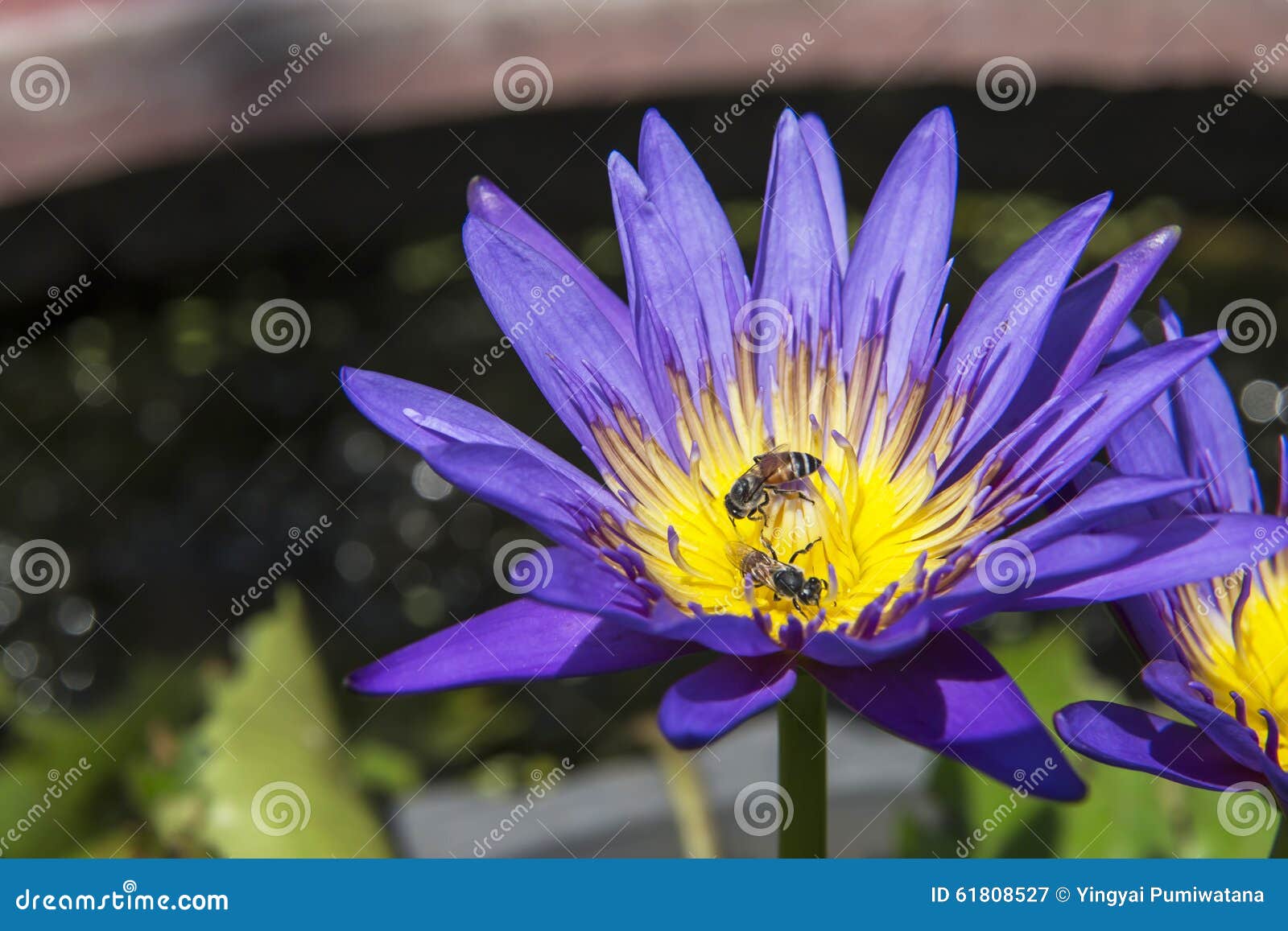 Closeup lotus bee swarm stock image. Image of waterlily - 61808527