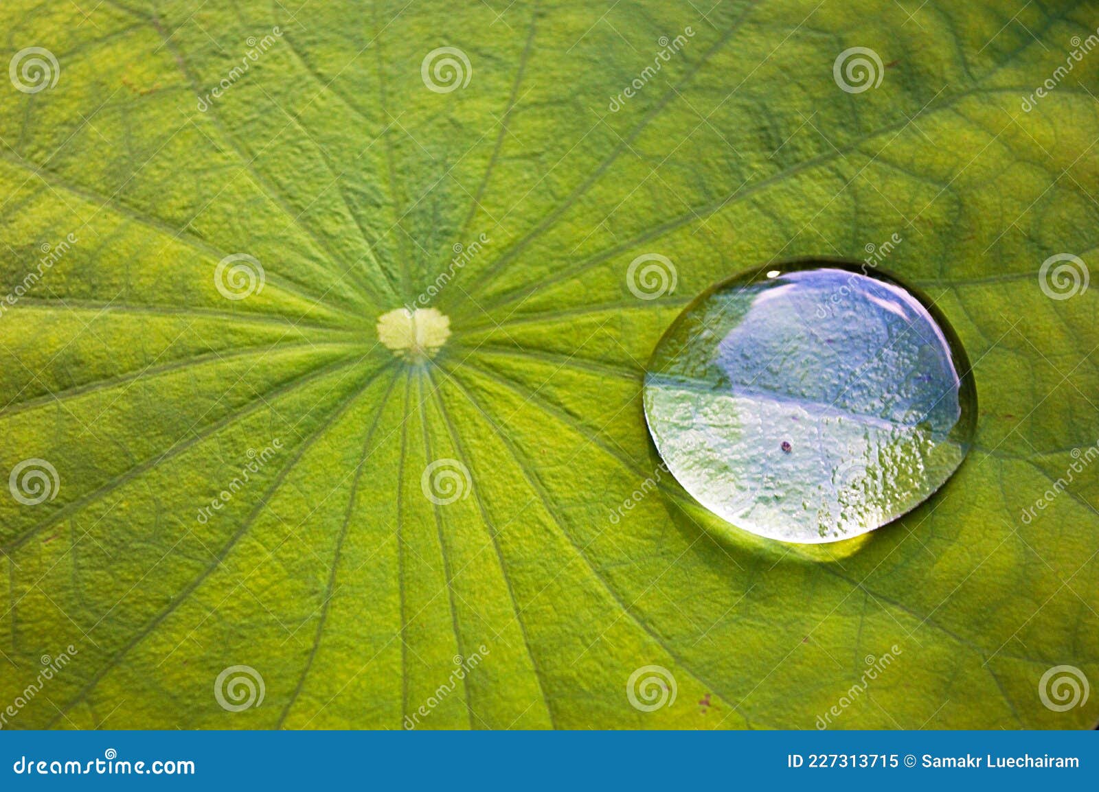 Lotus Leaf and Water Droplets on Lotus Leaf Stock Image - Image of ...