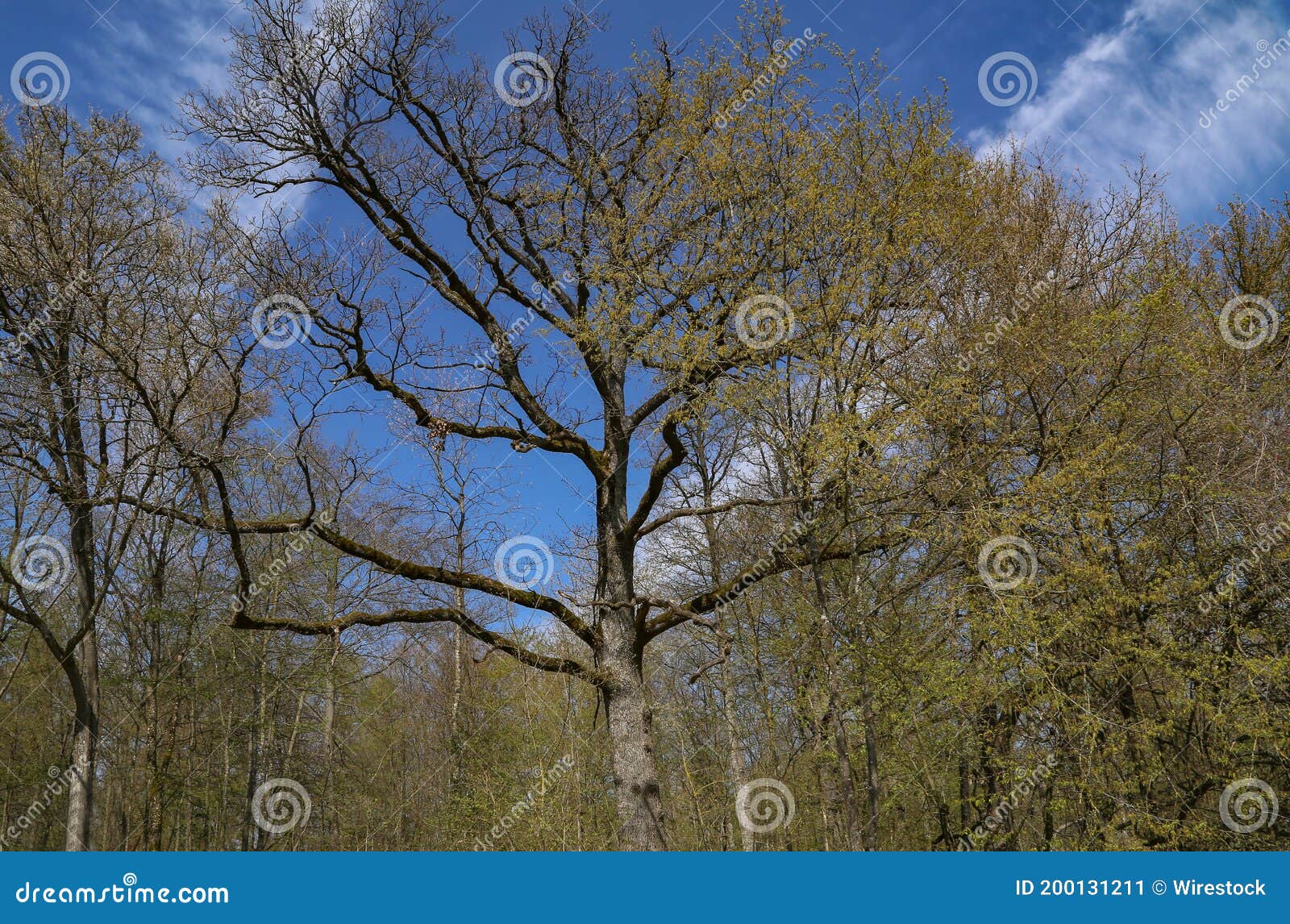 Old Dying Tree With Huge Hollow Trunk, Close Up Stock Photo ...