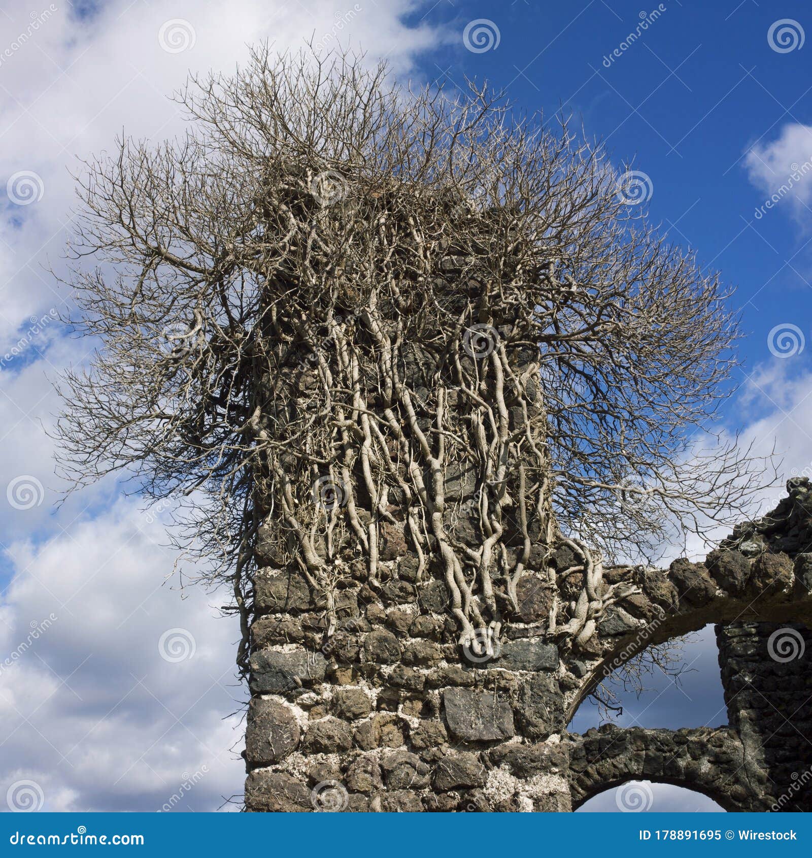 Closeup Low Angle Shot of Stone-forming with Tree Branches and Roots on ...