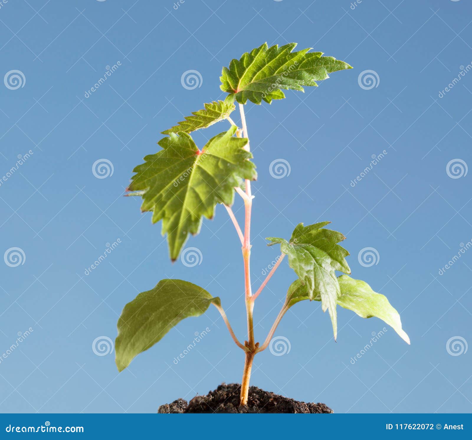 Macro of grape sprout stock photo. Image of macro, gardening - 117622072