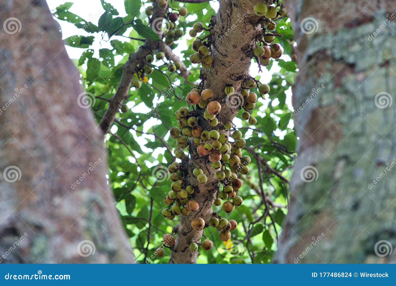 Closeup Low Angle View of Branches of a Cluster Tree Surrounded by ...