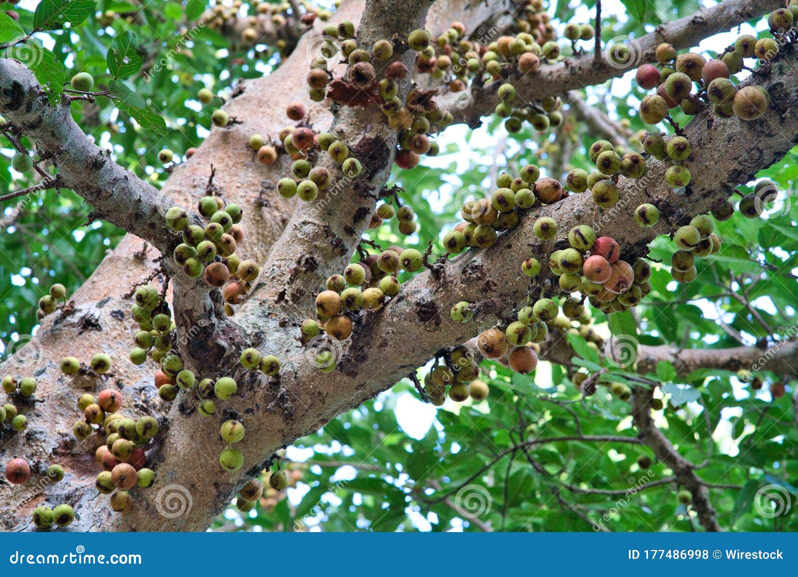 Closeup Low Angle View of Branches of a Cluster Tree Surrounded by ...