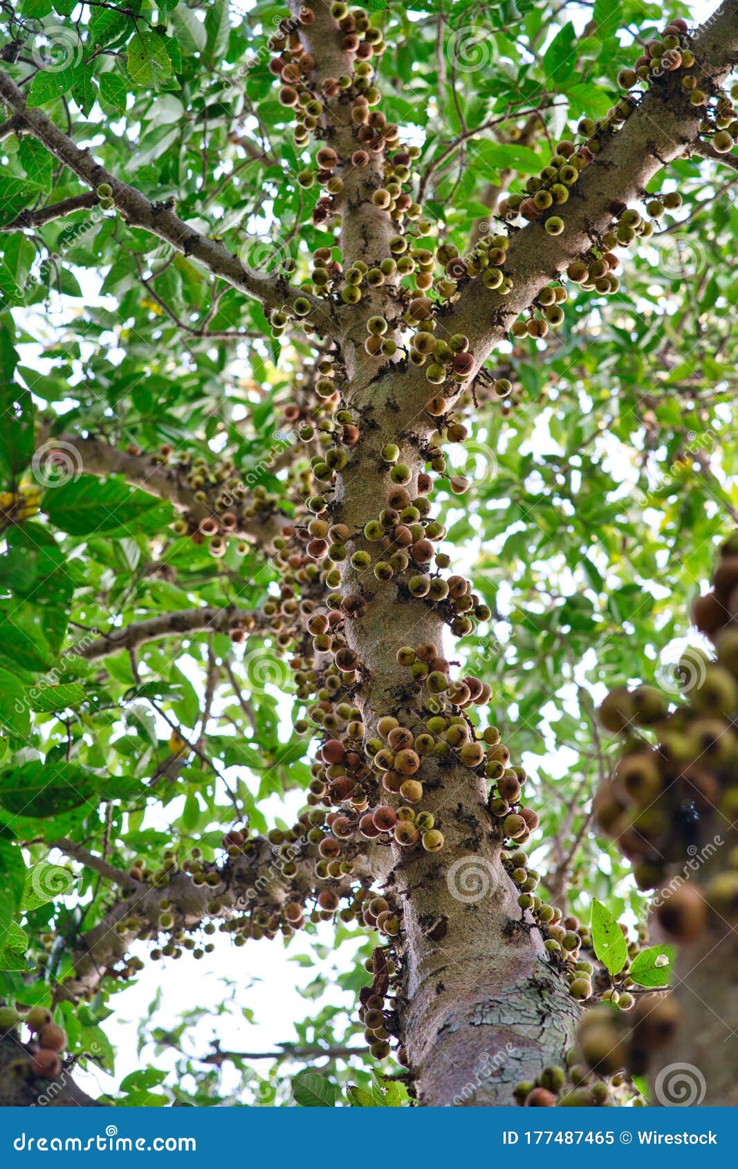 Closeup Low Angle View of Branches of a Cluster Tree Surrounded by ...
