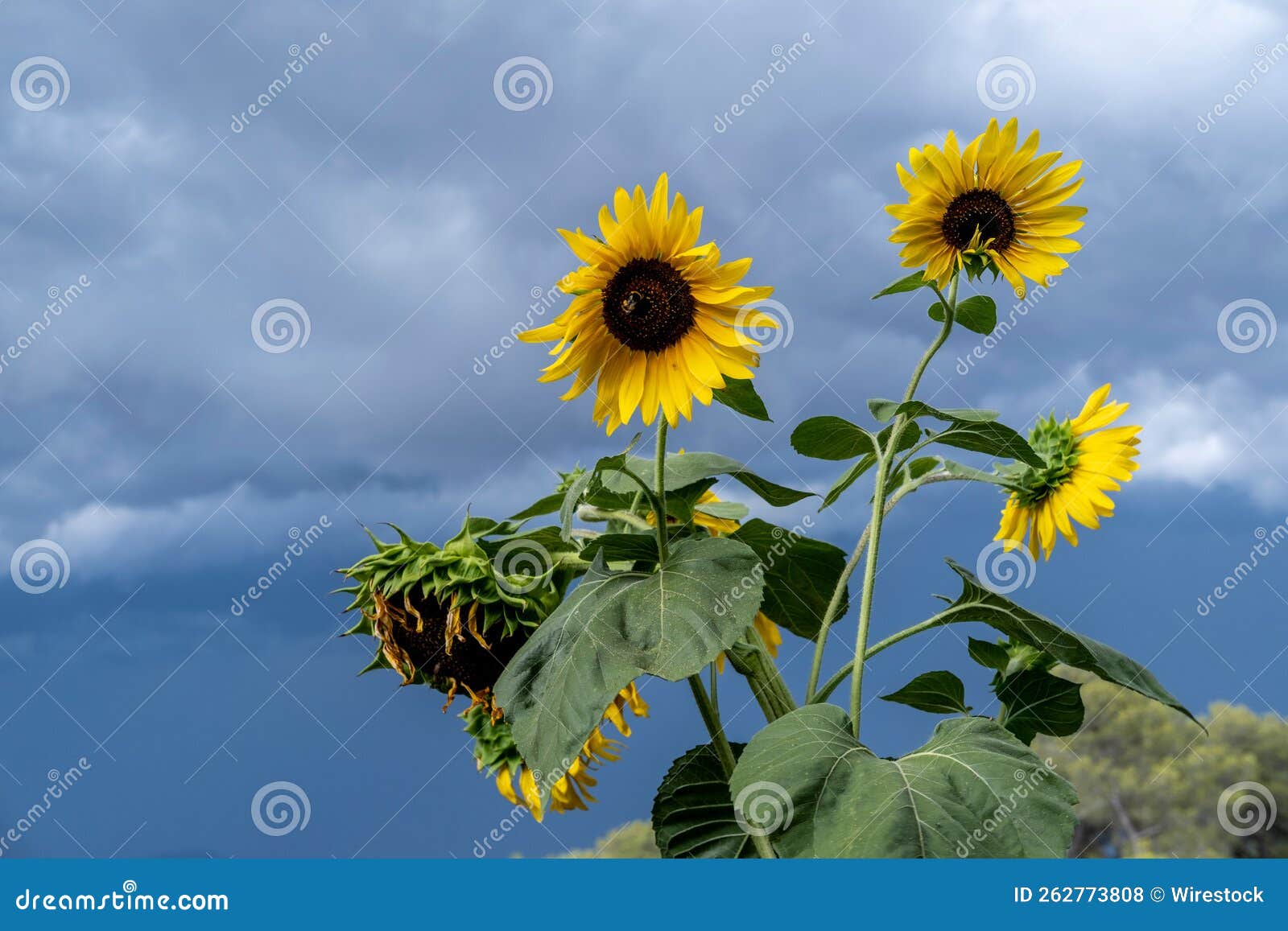 Closeup Low Angle View of Sunflowers with Bees during a Rain Storm in ...